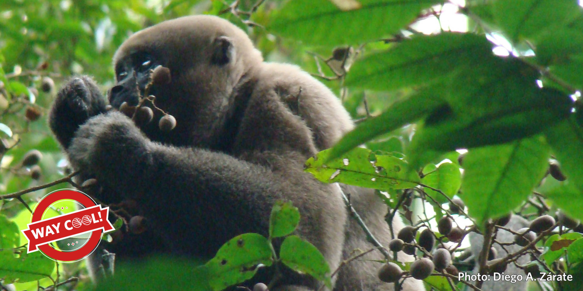 Seed-Dispersing Animals are Way Cool because . . . - Science in Vancouver