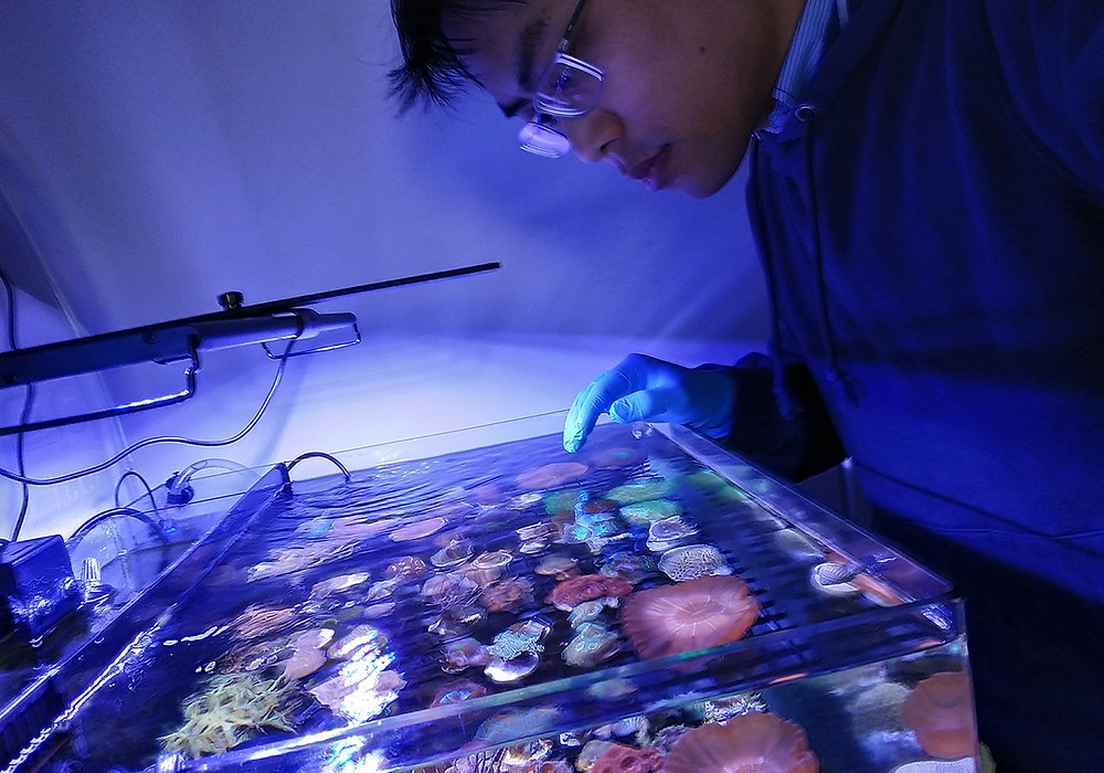 A Widespread Coral-Infecting Apicomplexan with Chlorophyll Biosynthesis ...